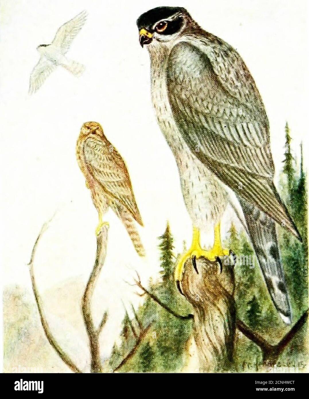 . Birds of eastern Canada . A. Sharp-shinned Hawk (p. 123).Juvenile ...