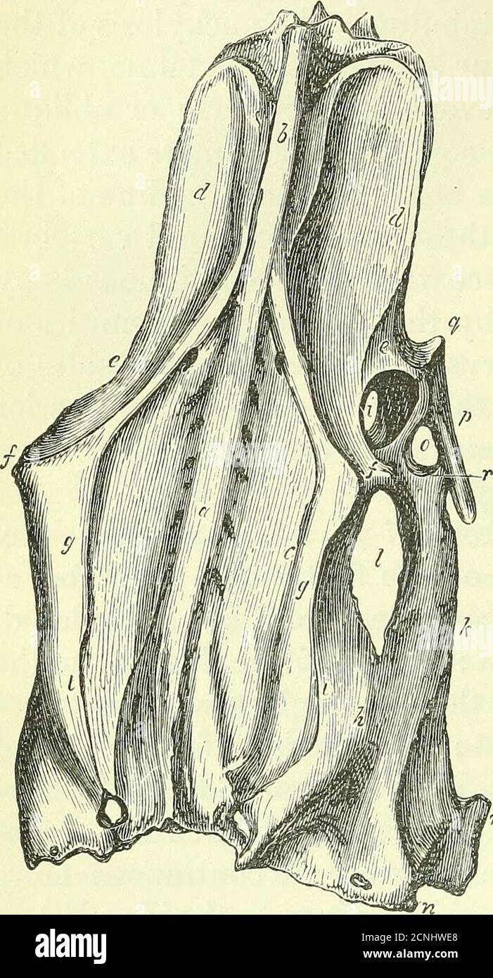 . On the anatomy of vertebrates [electronic resource] . elvic roof ...