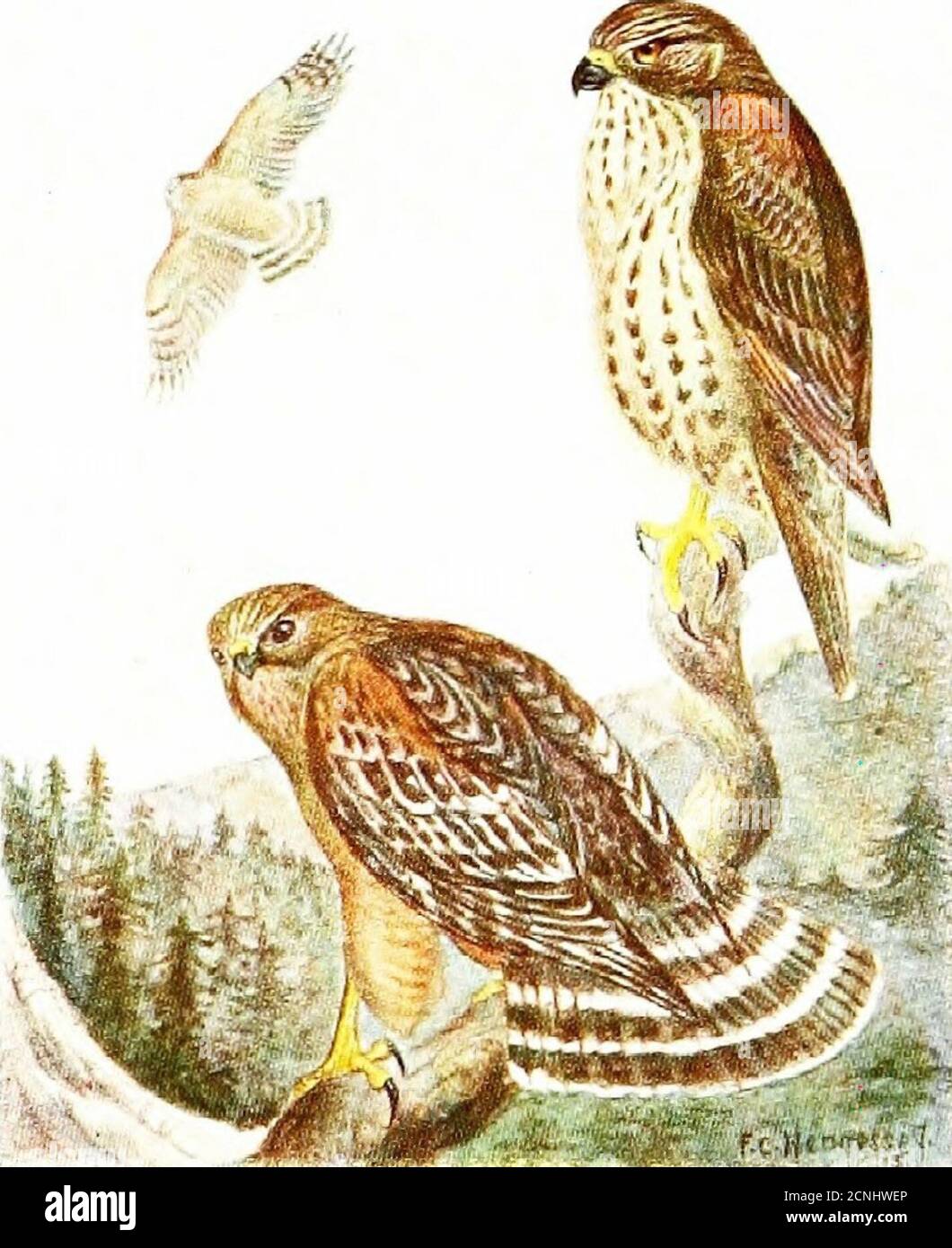 . Birds of eastern Canada . A. Red-tailed Hawk (p. 120).. B. Red ...