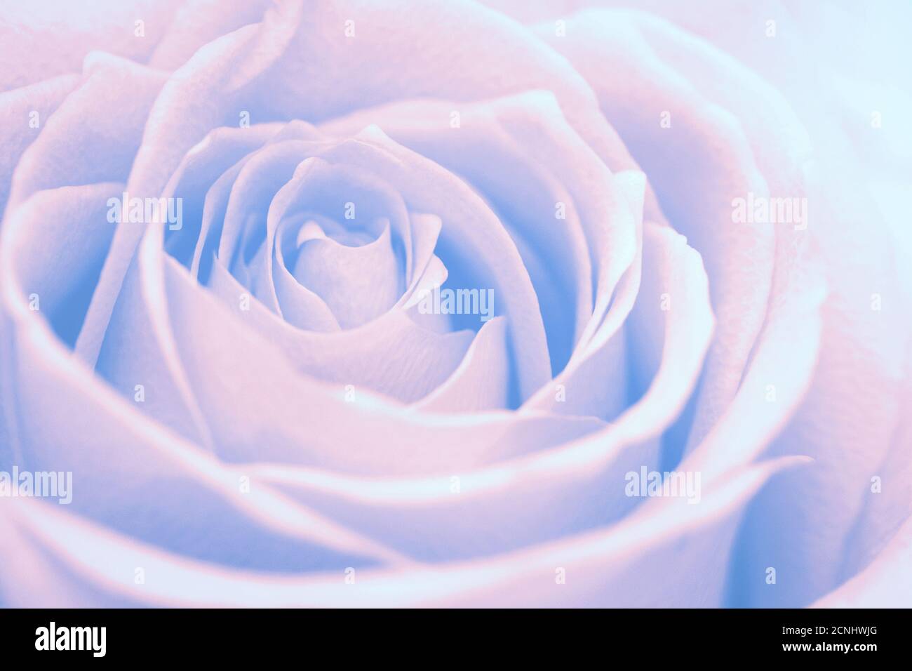 Light purple nature hi-res stock photography and images - Alamy