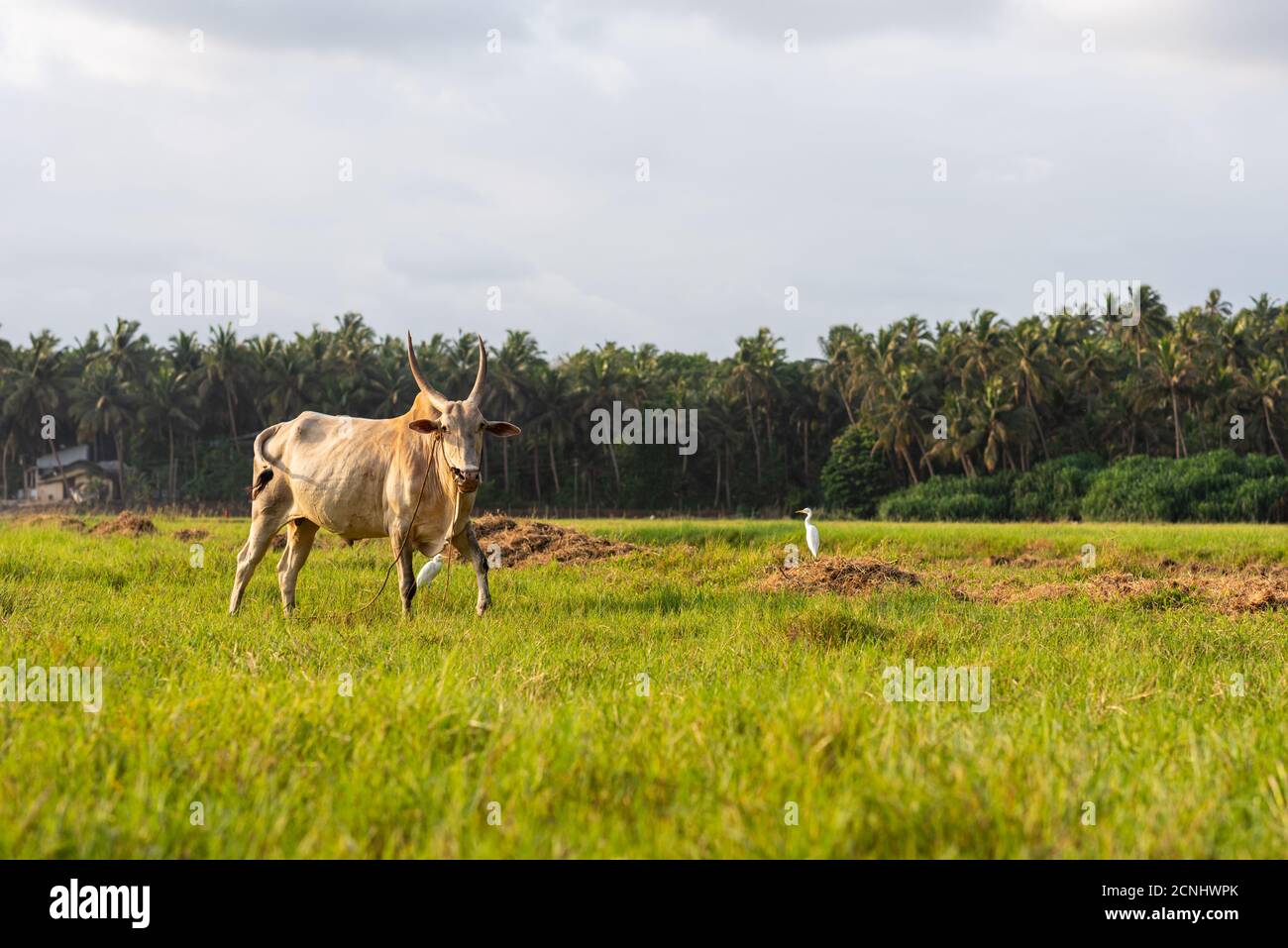 White bovine ox grazing in an agricultural field in Goa, India Stock ...