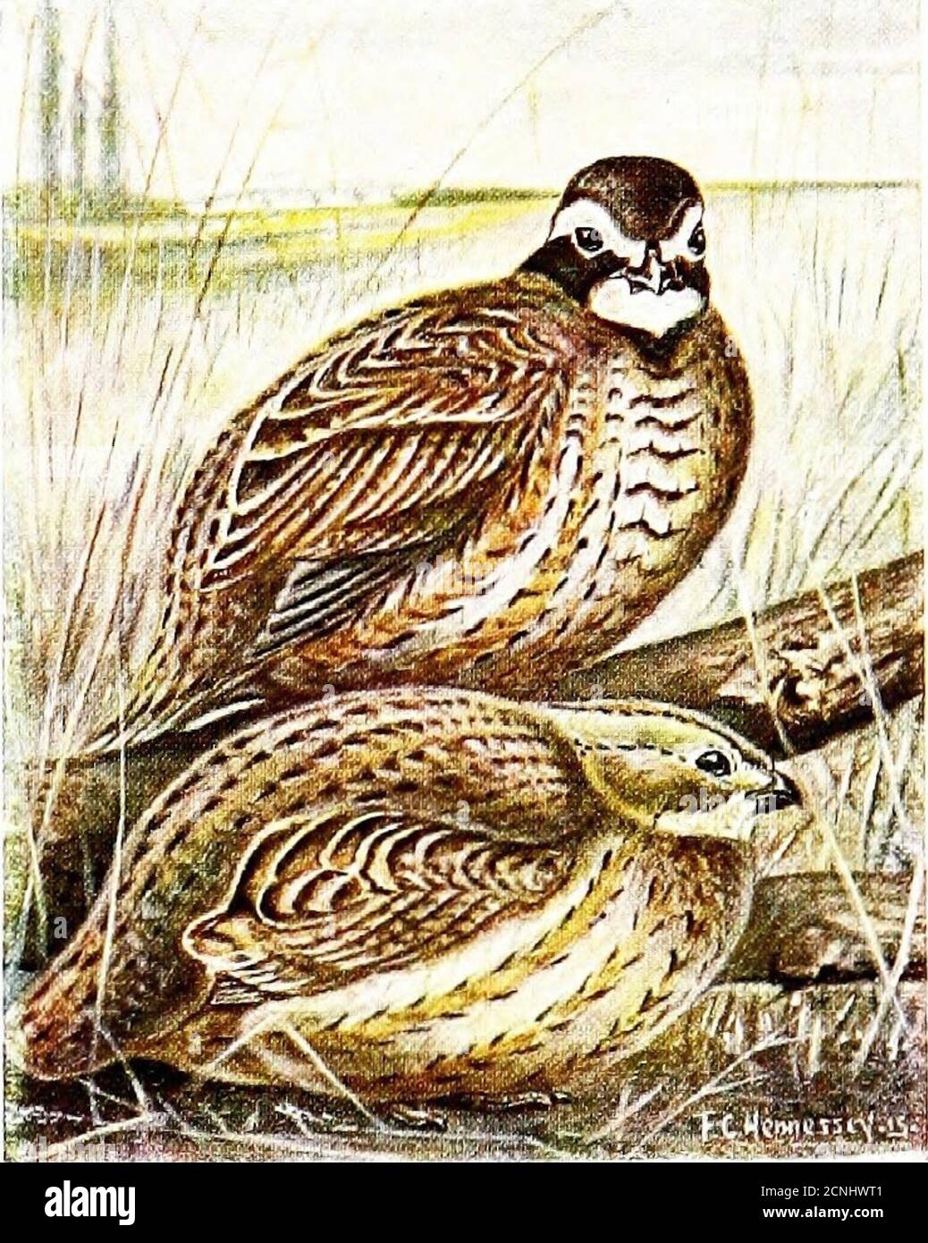 Male and female killdeer hi-res stock photography and images - Alamy