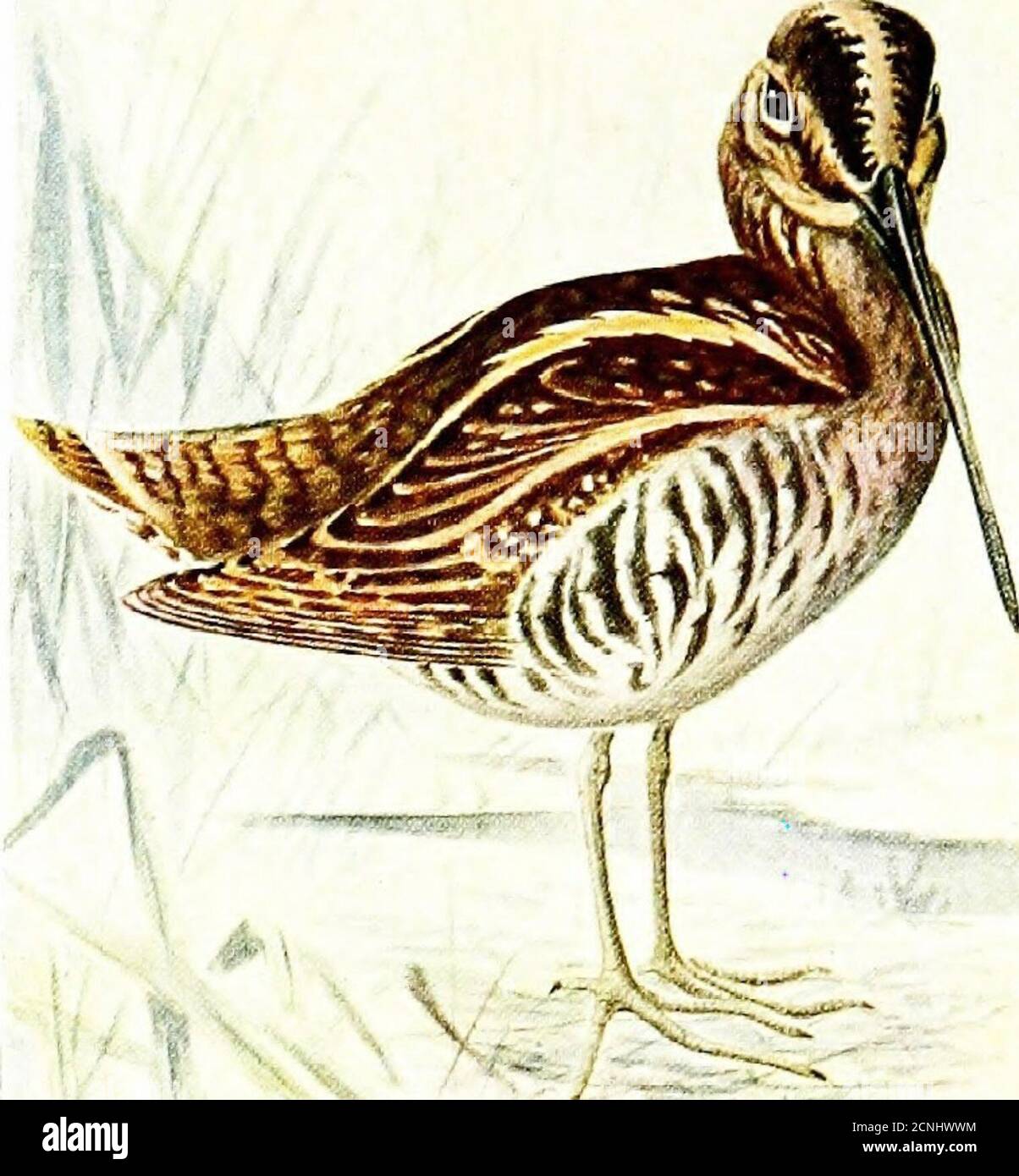 . Birds of eastern Canada . 242 Plate VIII.. A. Wilsons Snipe (p. 97 ...