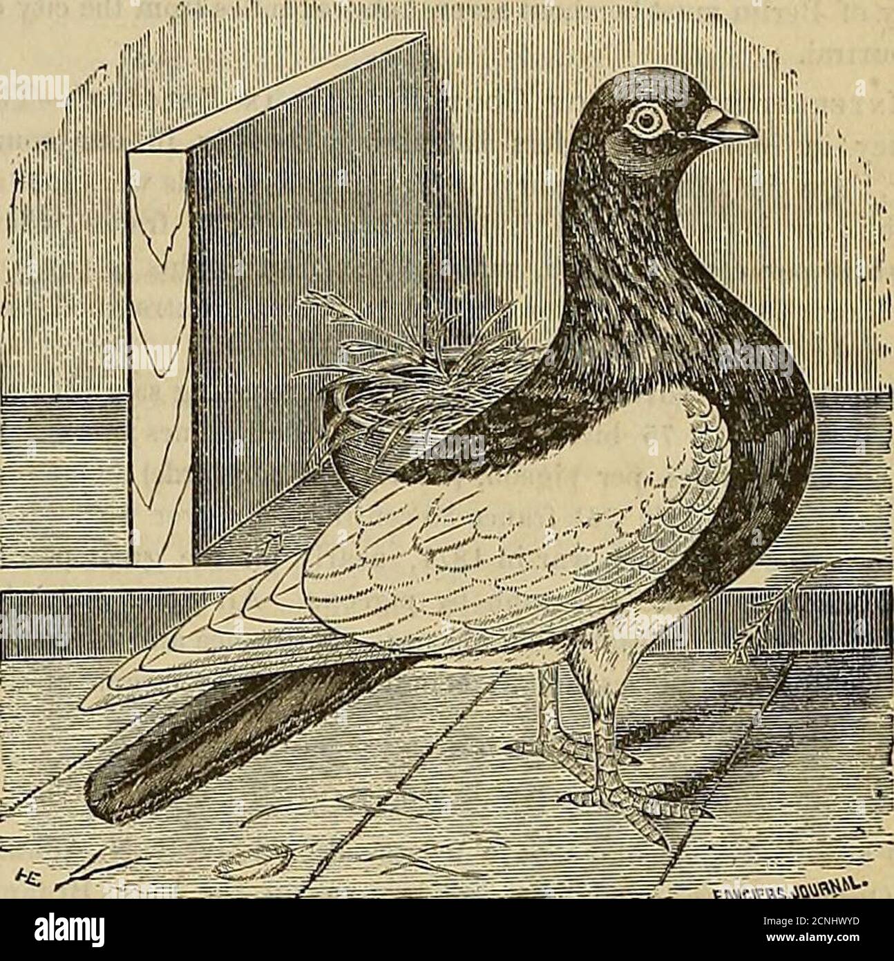 Apigeon hi-res stock photography and images - Alamy