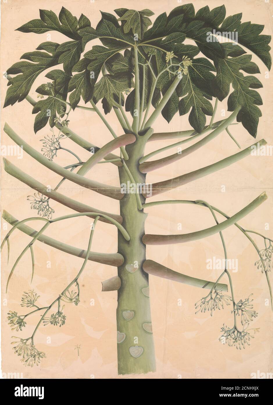 1790 1800 botany hi-res stock photography and images - Alamy