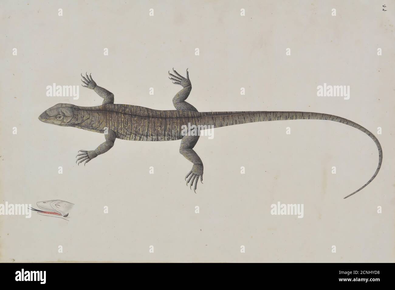 An Indian Bish-Khopra Lizard, ca. 1790 Stock Photo - Alamy