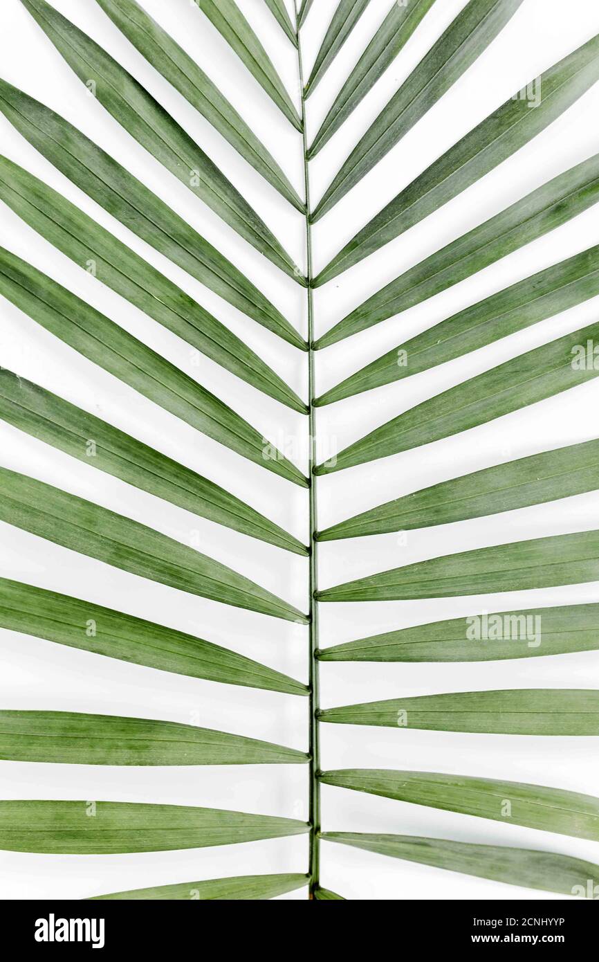 Tropical leaf in on white background. Flat laying, top view Stock Photo ...