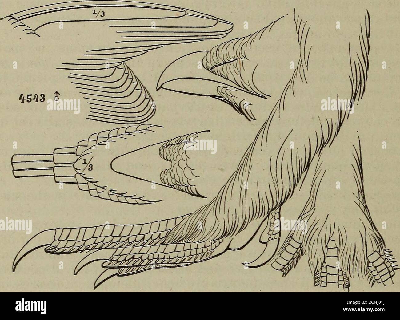 Cervicals hi-res stock photography and images - Alamy