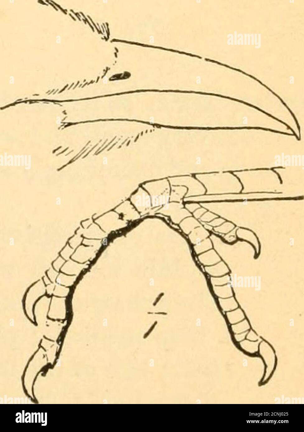 . Handbook of birds of eastern North America . Order XIV. Coccyges ...