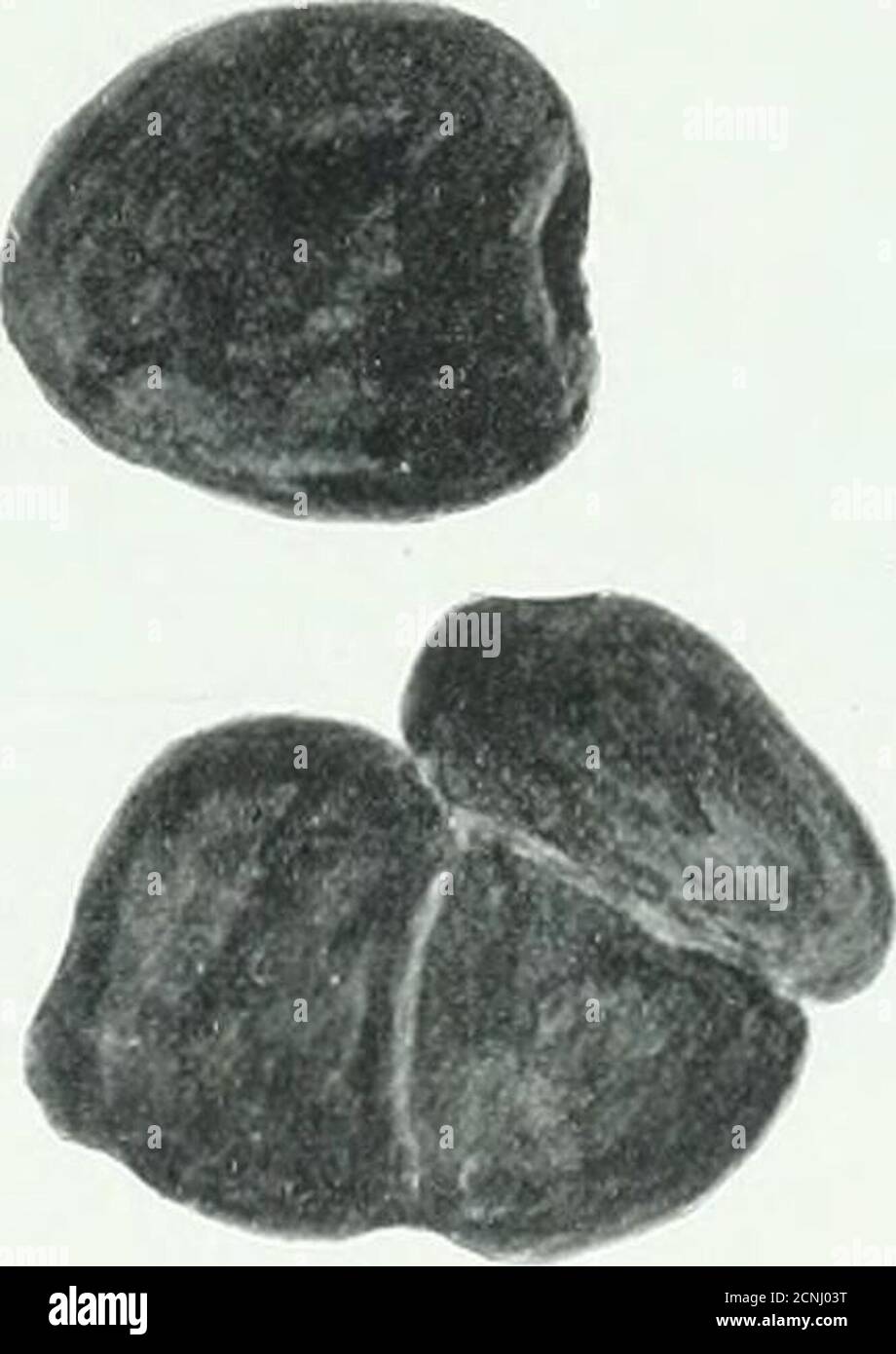 . Central African game and its spoor . 255 / WATERBUCK S Fore Foot (In ...