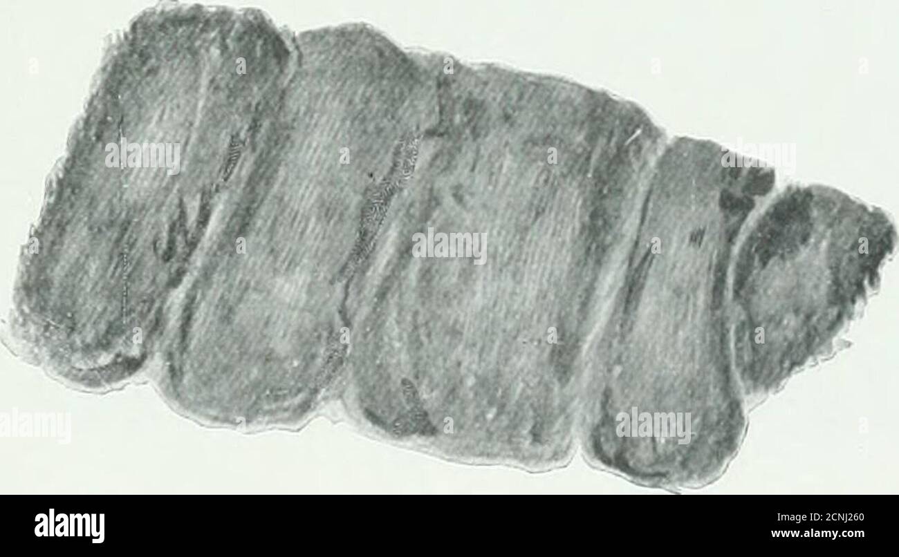 Dung pig hi-res stock photography and images - Alamy