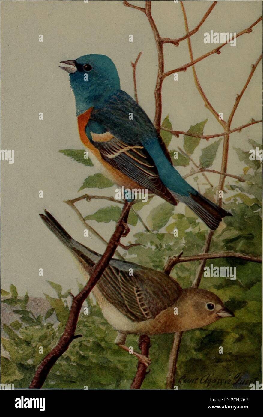 . Birds of the Rockies . what he must have regarded as anemergency. In ...