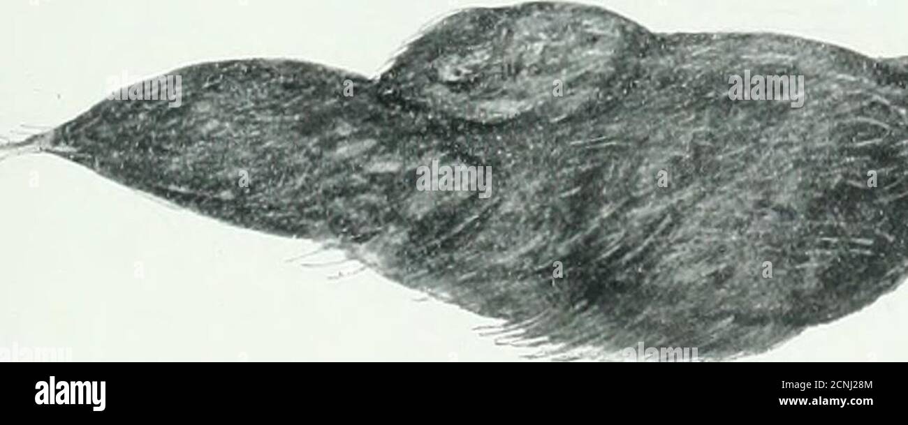 Leopard spoor hi-res stock photography and images - Alamy