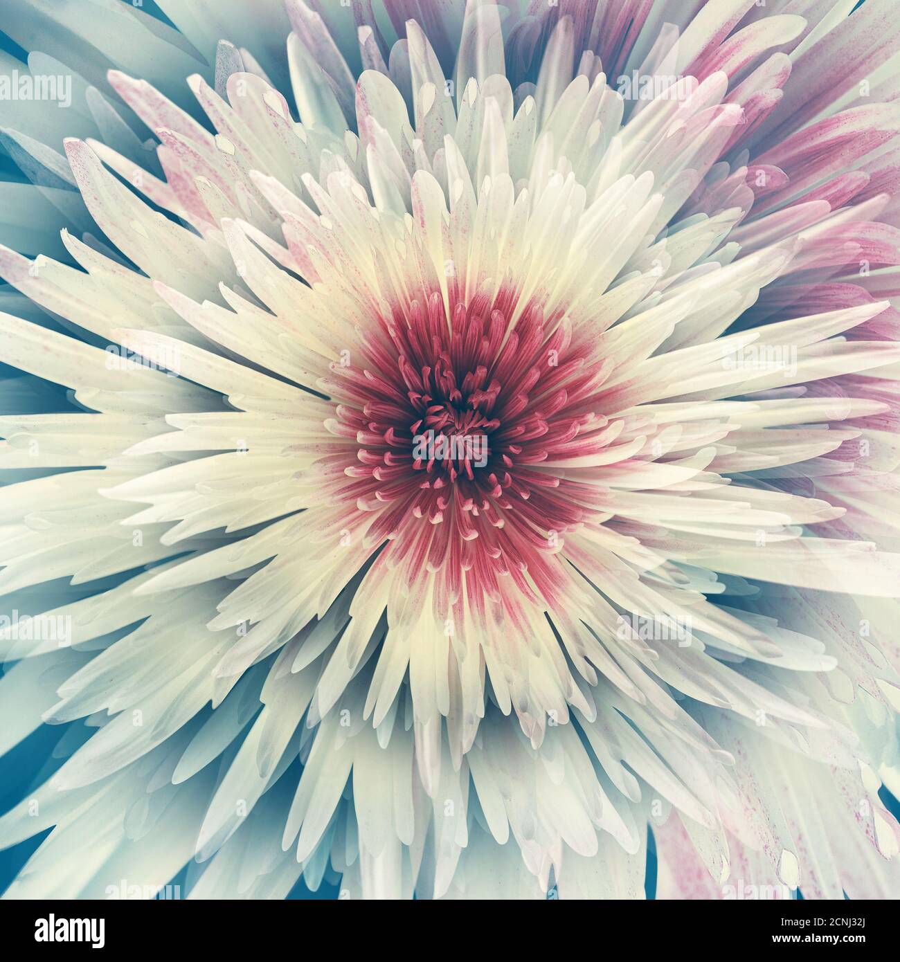 Beautiful flower bloom hi-res stock photography and images - Alamy