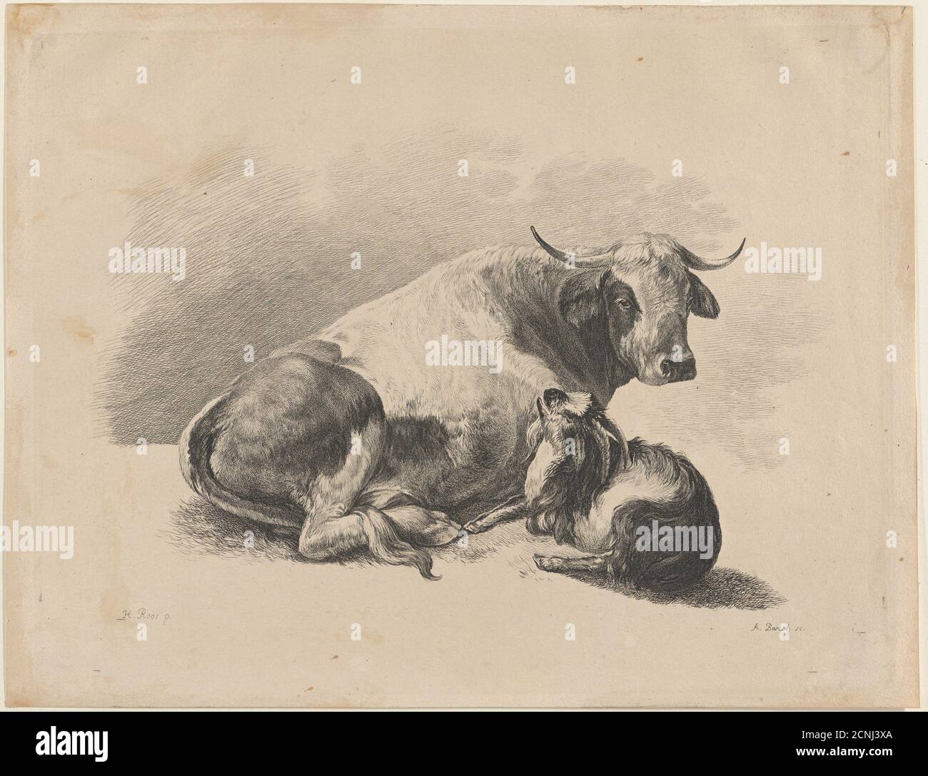 Cow and goat lying down, 1800-01 Stock Photo - Alamy