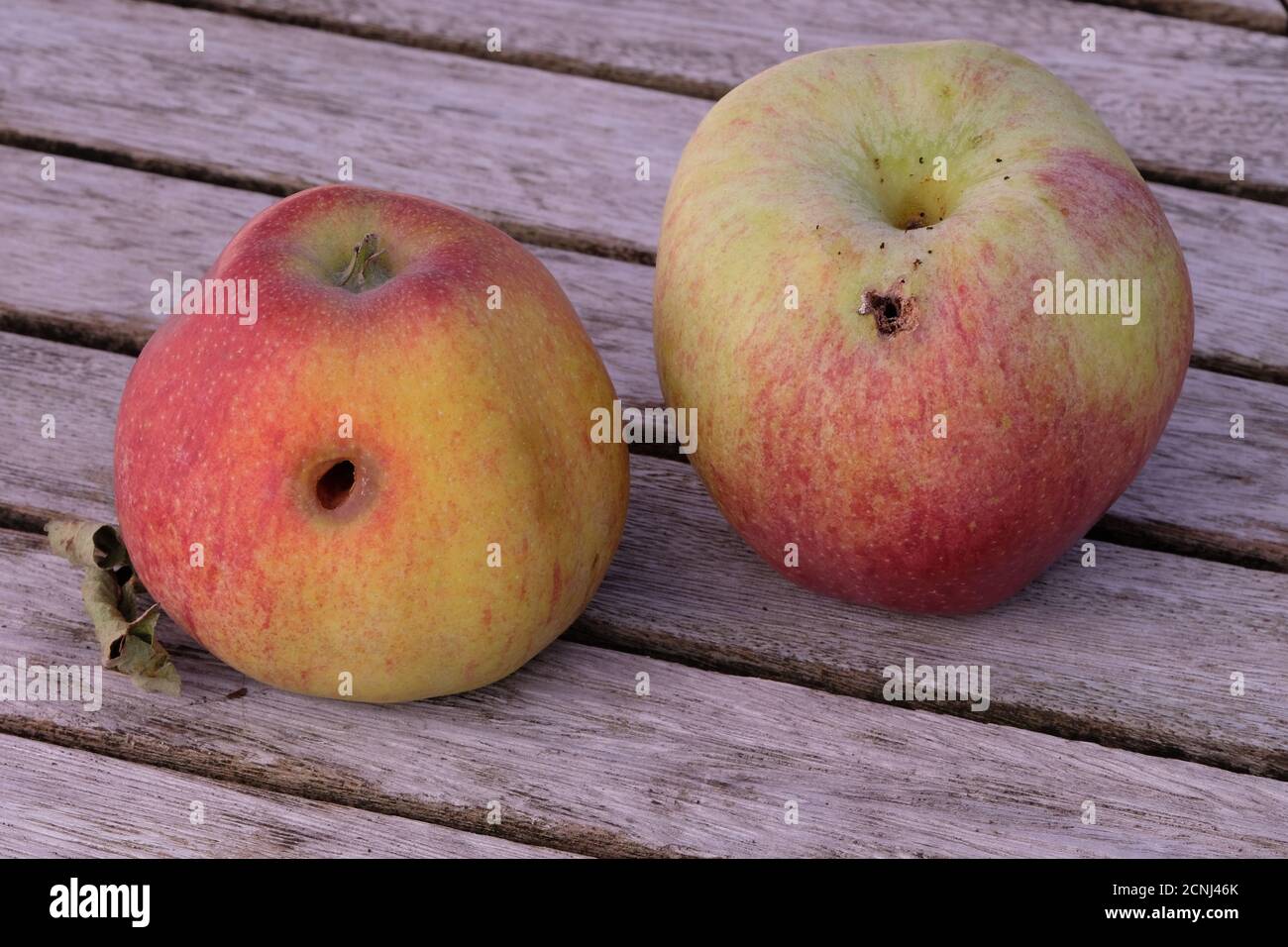 Coddling moth hi-res stock photography and images - Alamy