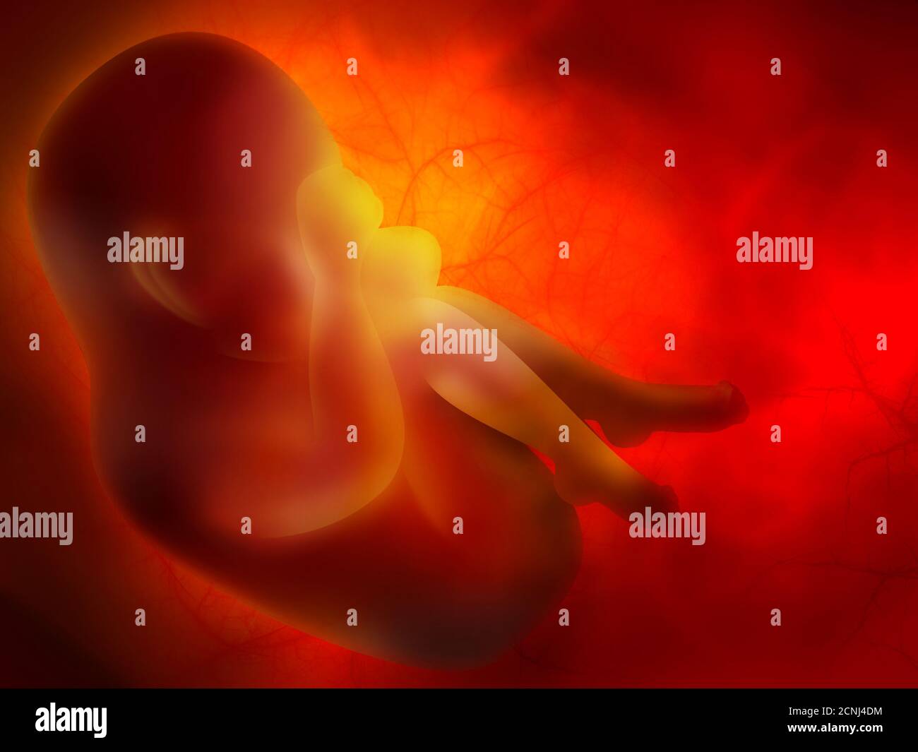 Placenta umbilical cord hi-res stock photography and images - Alamy