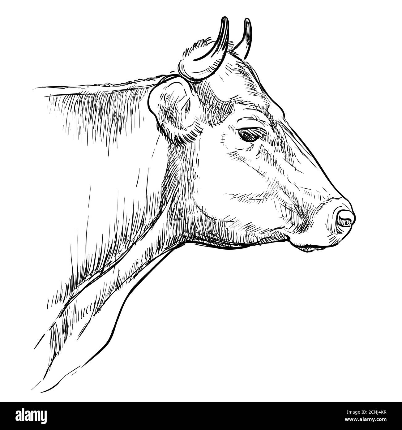 Head bull logo sketch Cut Out Stock Images & Pictures - Alamy