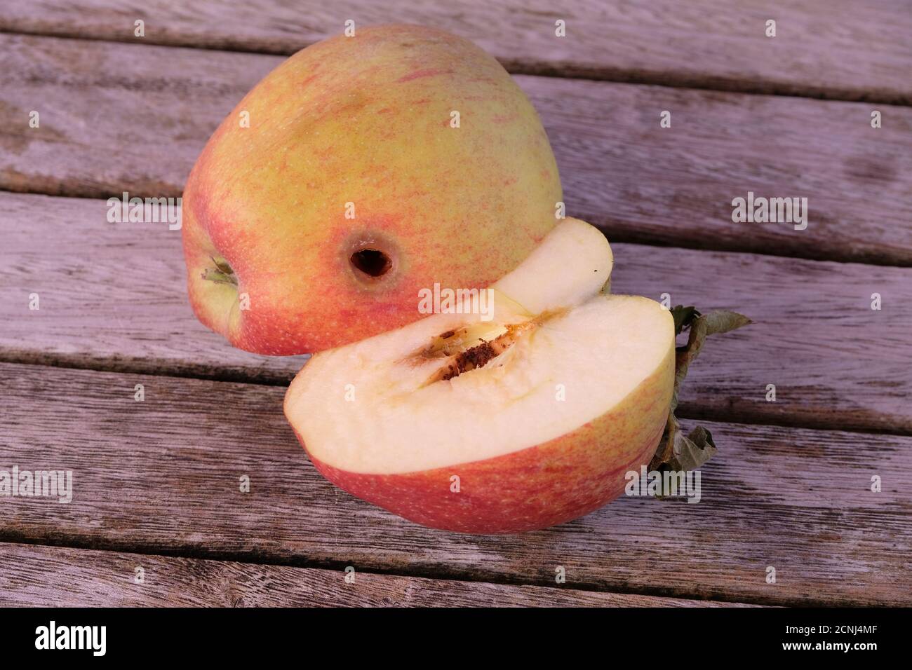 Damage to a dessert apple caused by a Coddling Moth catterpillar eating ...