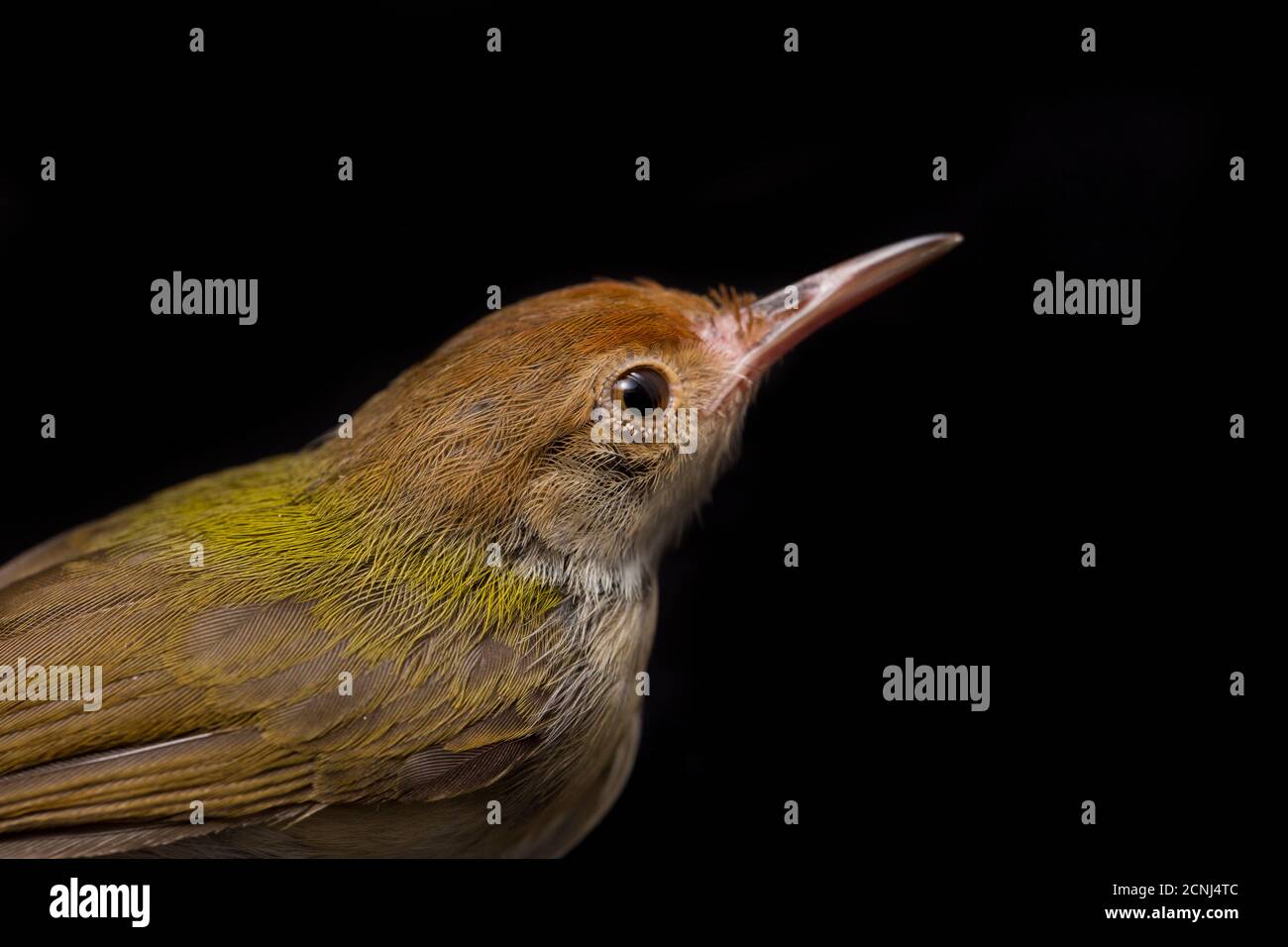 The Bar winged prinia bird (Prinia familiaris) isolated on black ...