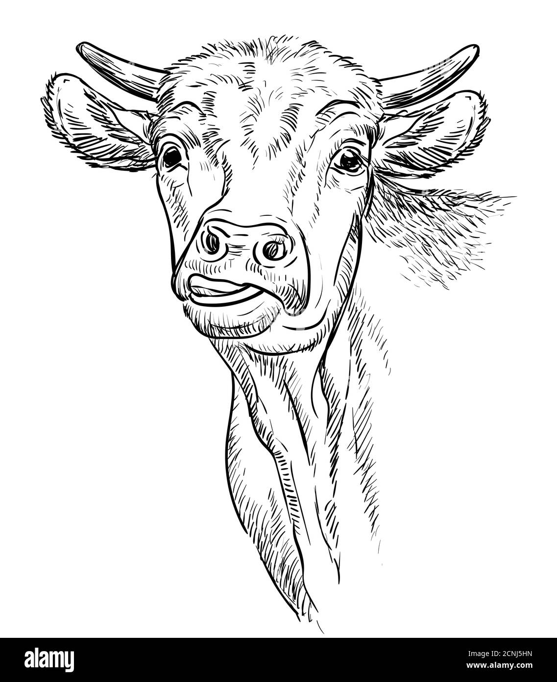 Cow Head Drawing