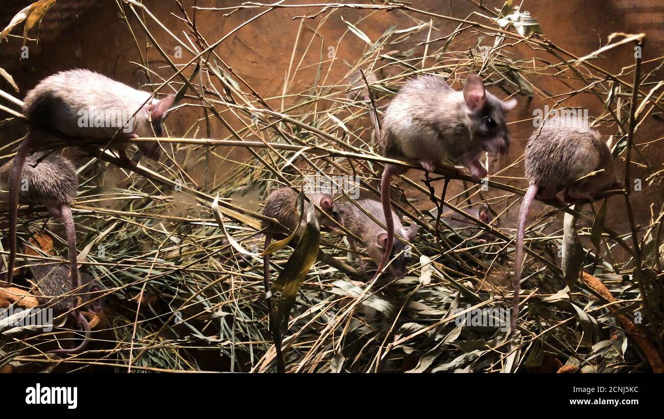 Mouse family in a grass Stock Photo - Alamy