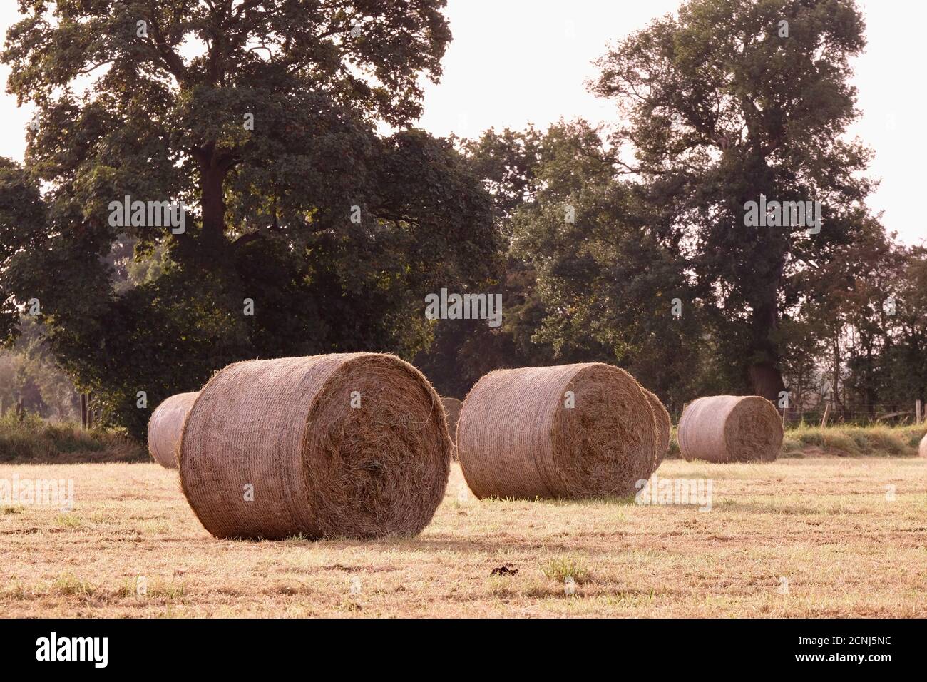 Large Bales of hay, Grass cut for winter cattle food, Cattle Forage ...