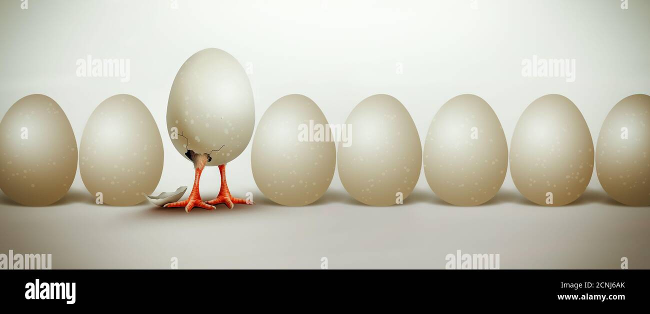 First hatched chicken Stock Photo - Alamy