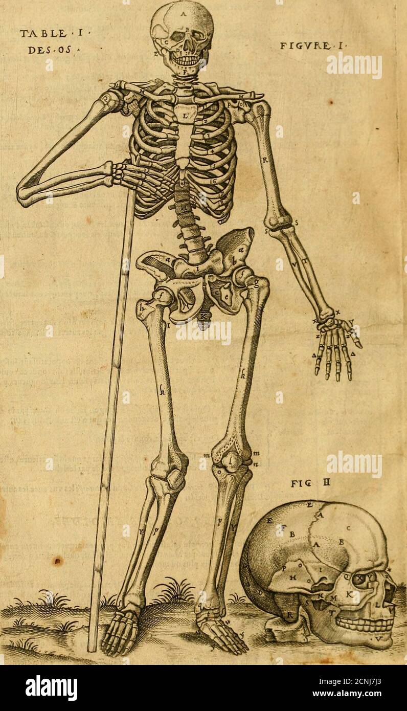 Articulation de la main hi-res stock photography and images - Alamy