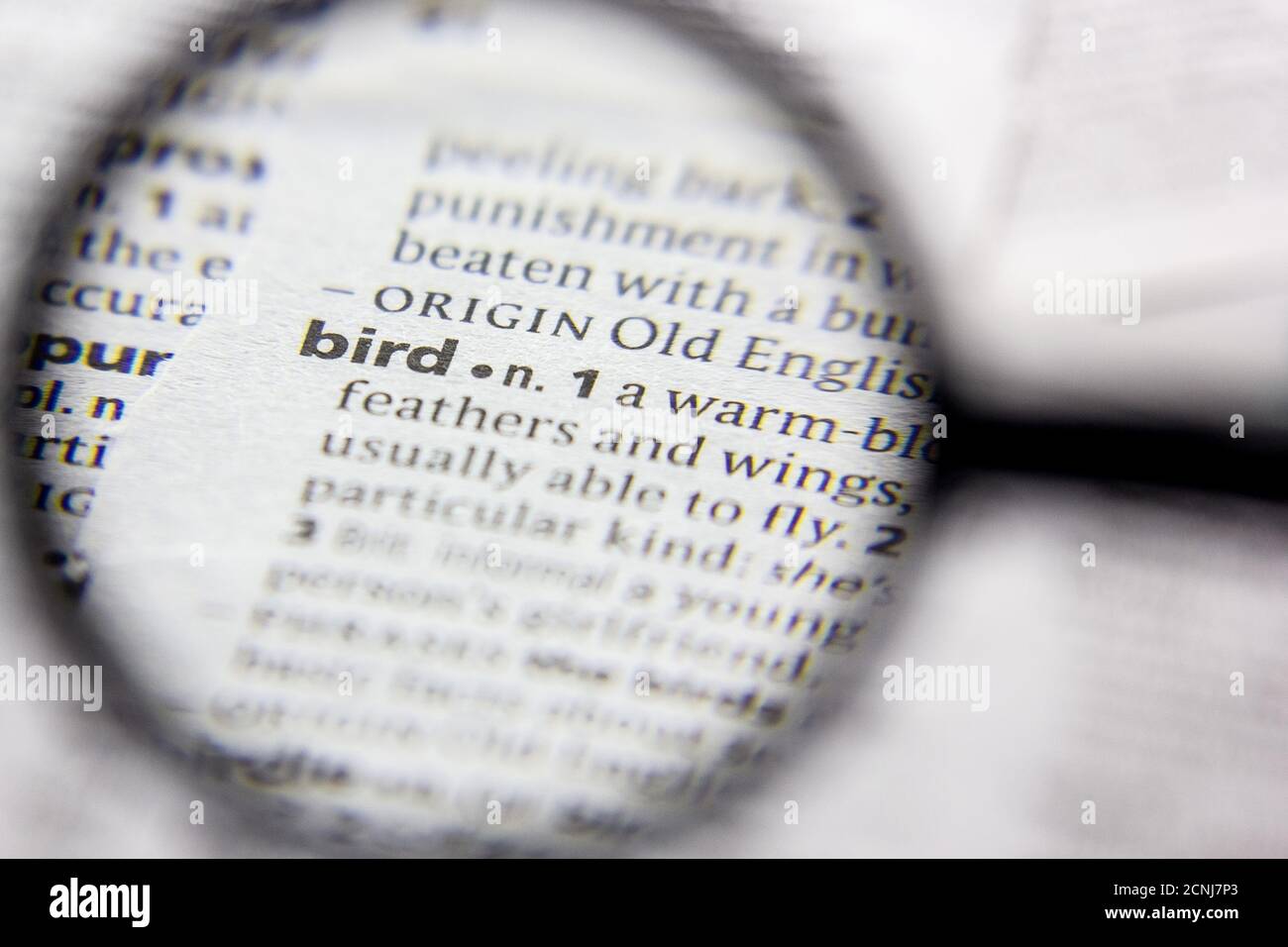 Word or phrase Bird in a dictionary Stock Photo - Alamy