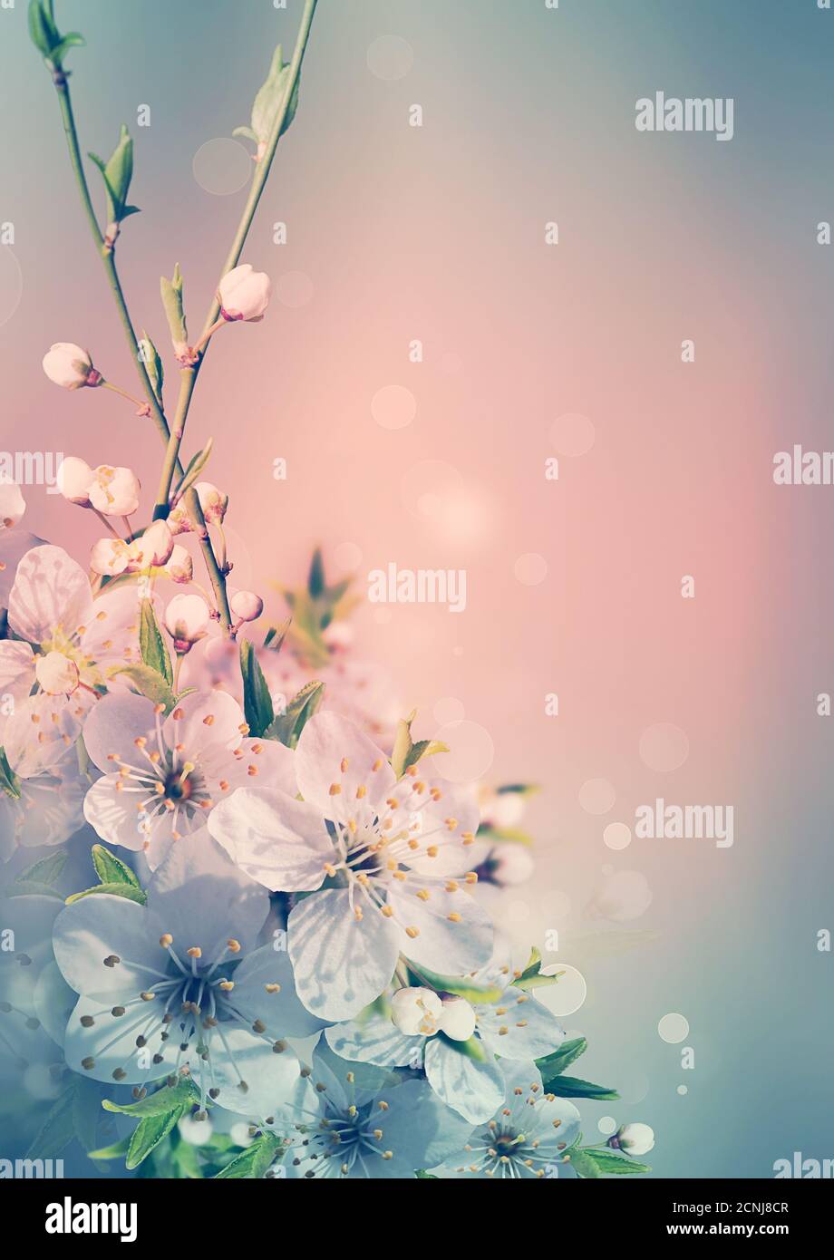 Spring card background Stock Photo - Alamy