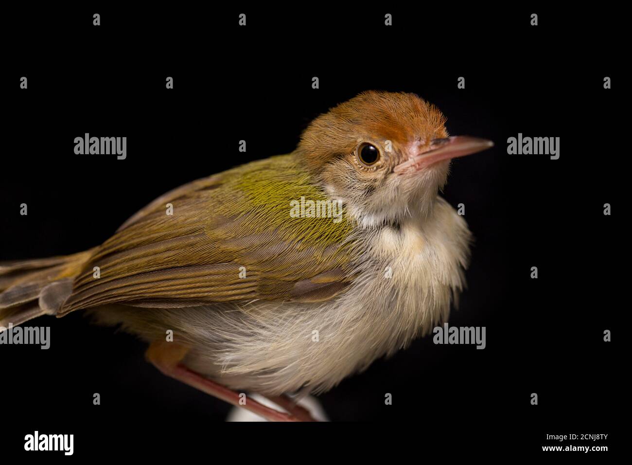 The Bar winged prinia bird (Prinia familiaris) isolated on black ...