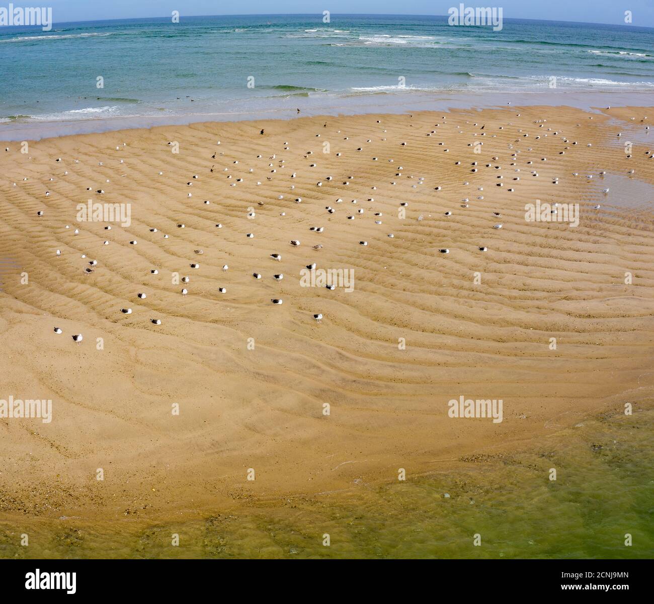 Seagulls sit on a sandy beach on Cape Cod, Massachusetts. This scenic ...