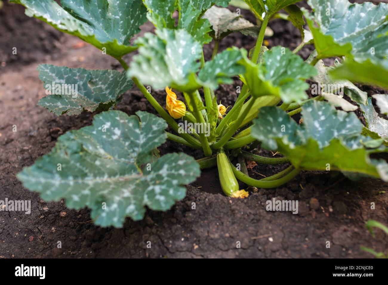 Green marrow growing in hi-res stock photography and images - Alamy