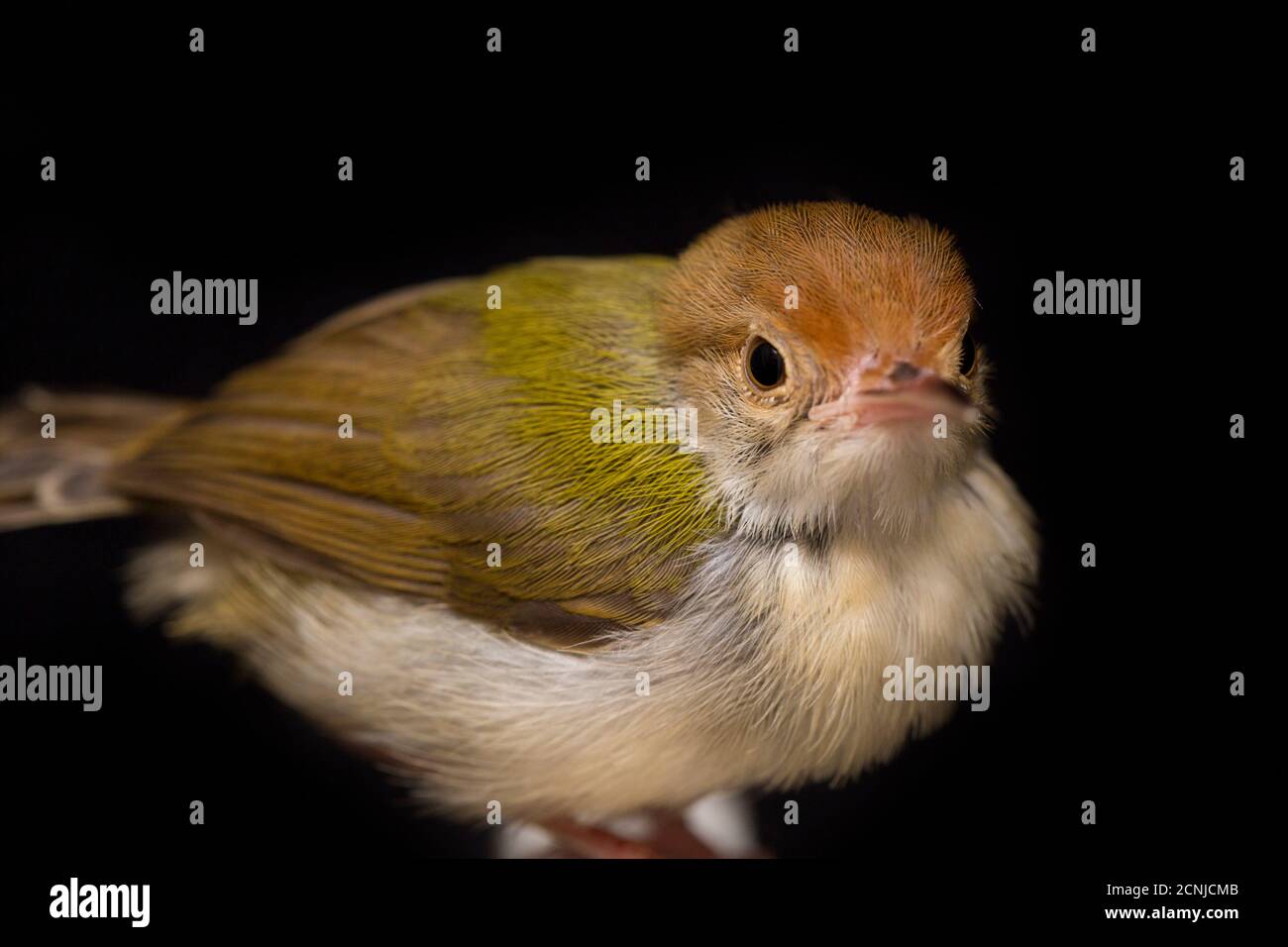 The Bar winged prinia bird (Prinia familiaris) isolated on black ...