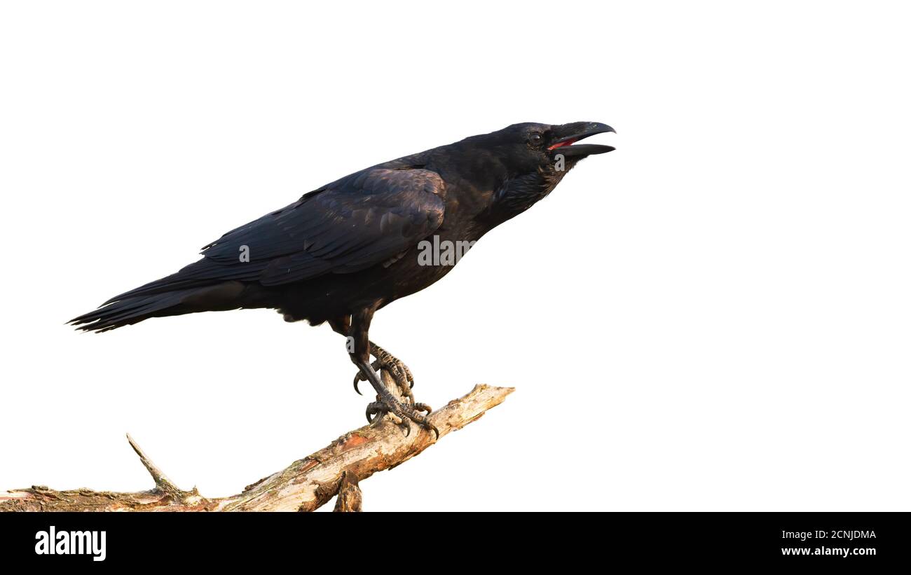 Common raven calling on branch isolated on white background Stock Photo ...