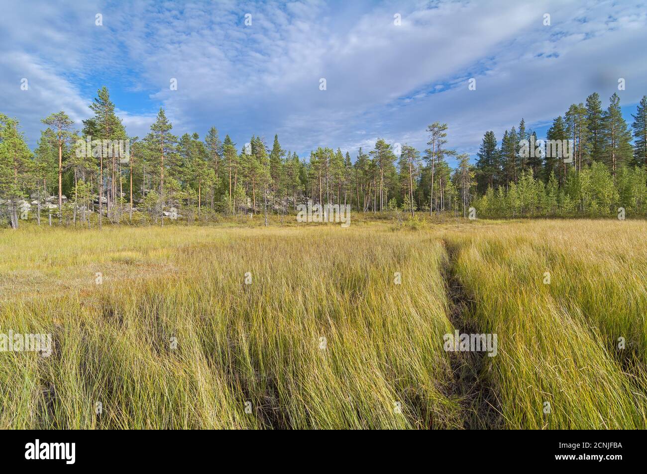 Swampy field hi-res stock photography and images - Alamy