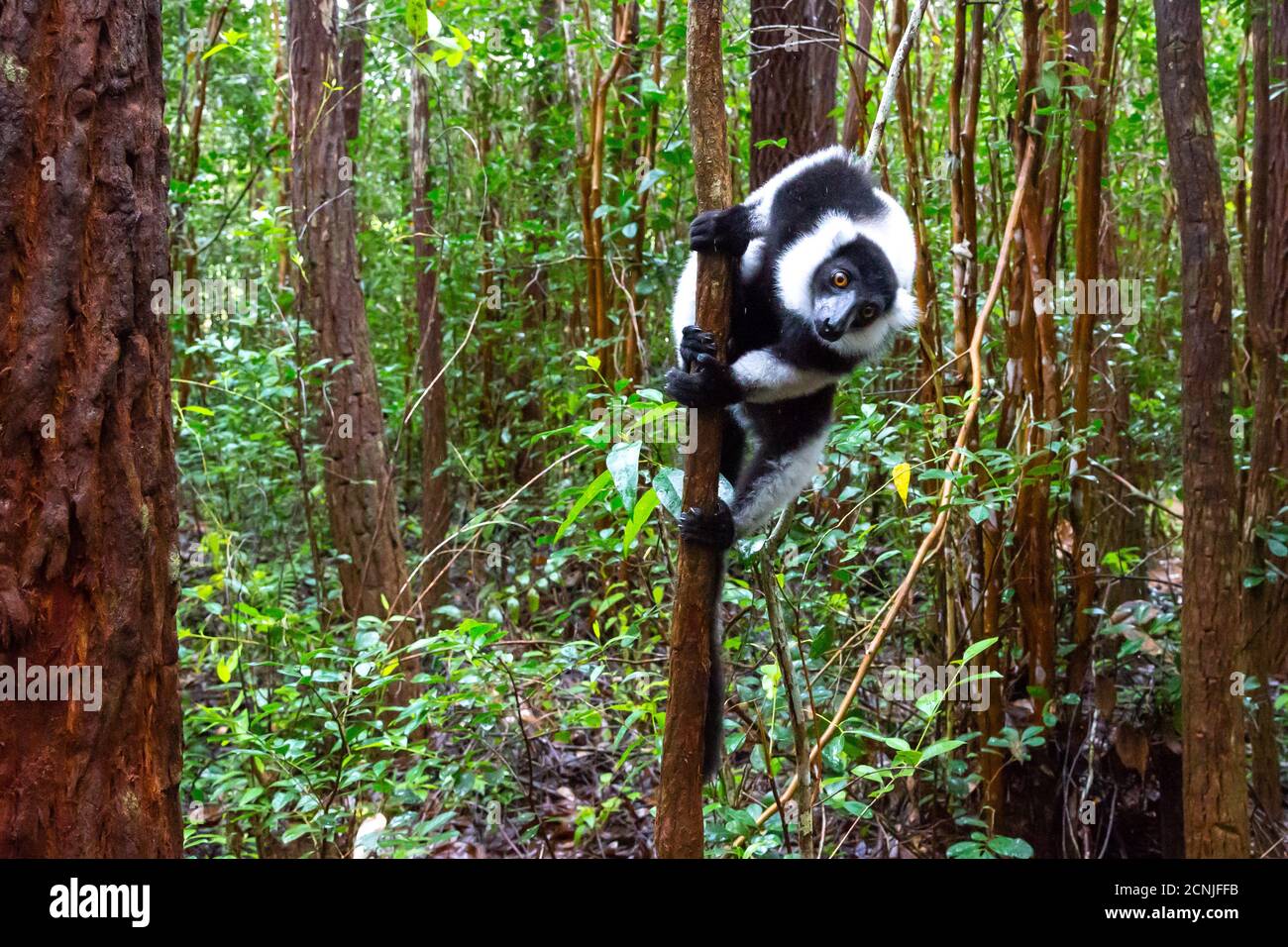 A black and white Vari in the close-up, portrait Stock Photo - Alamy