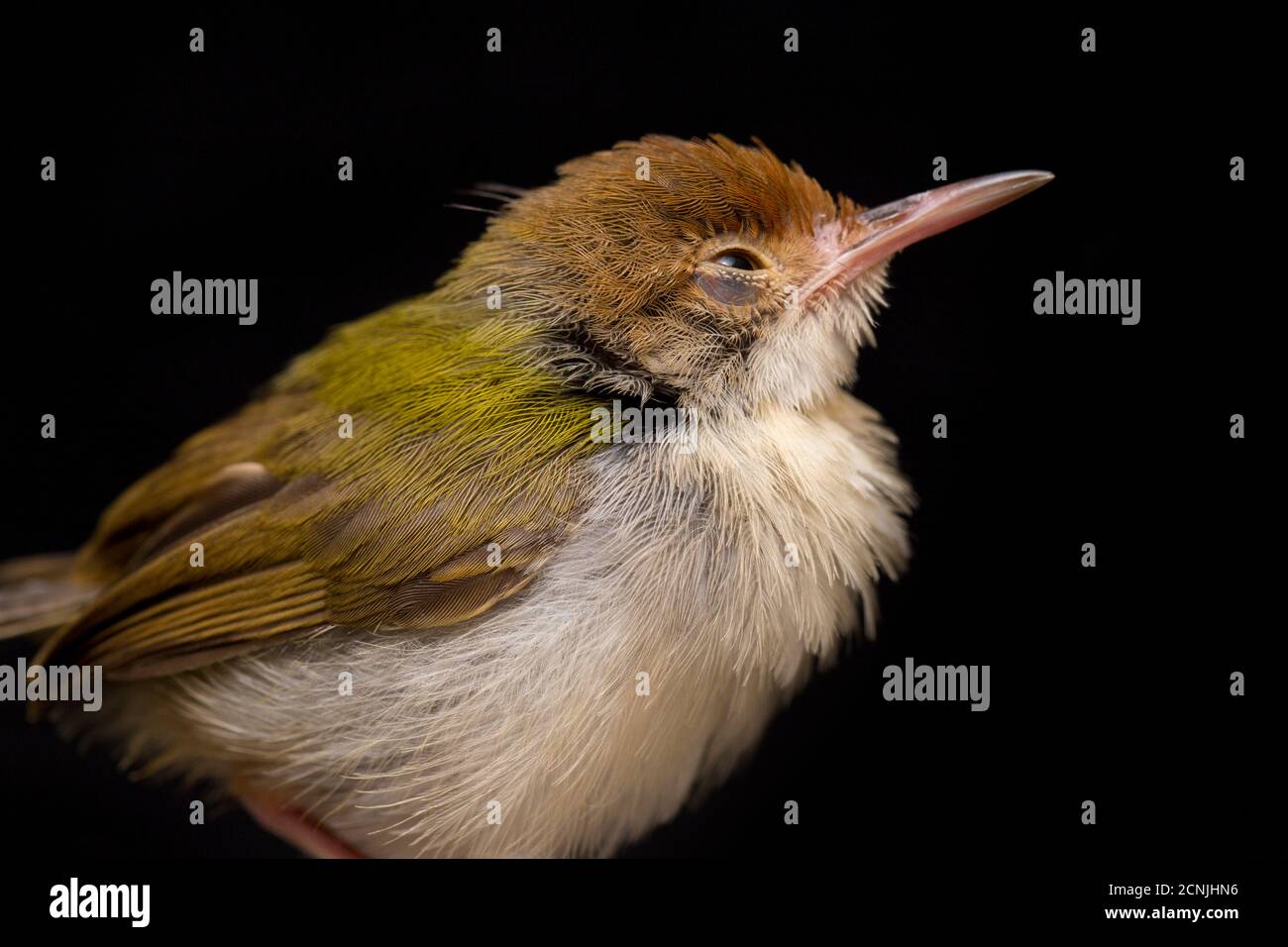 The Bar winged prinia bird (Prinia familiaris) isolated on black ...