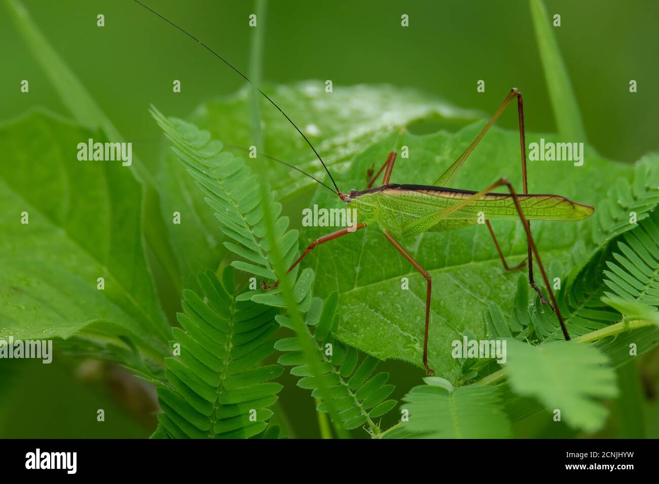 Ambushing hi-res stock photography and images - Alamy