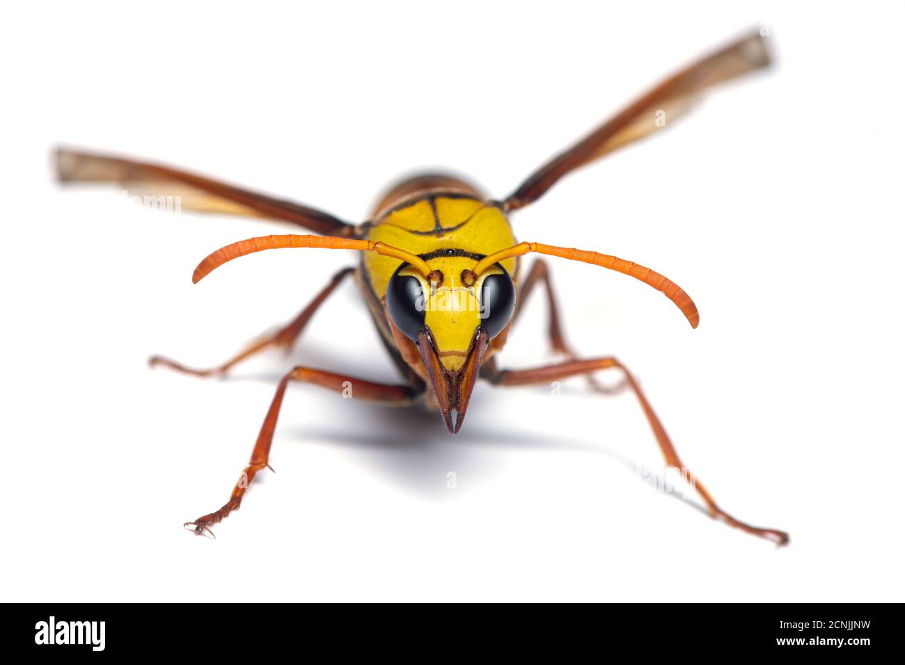 Macro photography of Potter wasp front view isolated on white ...