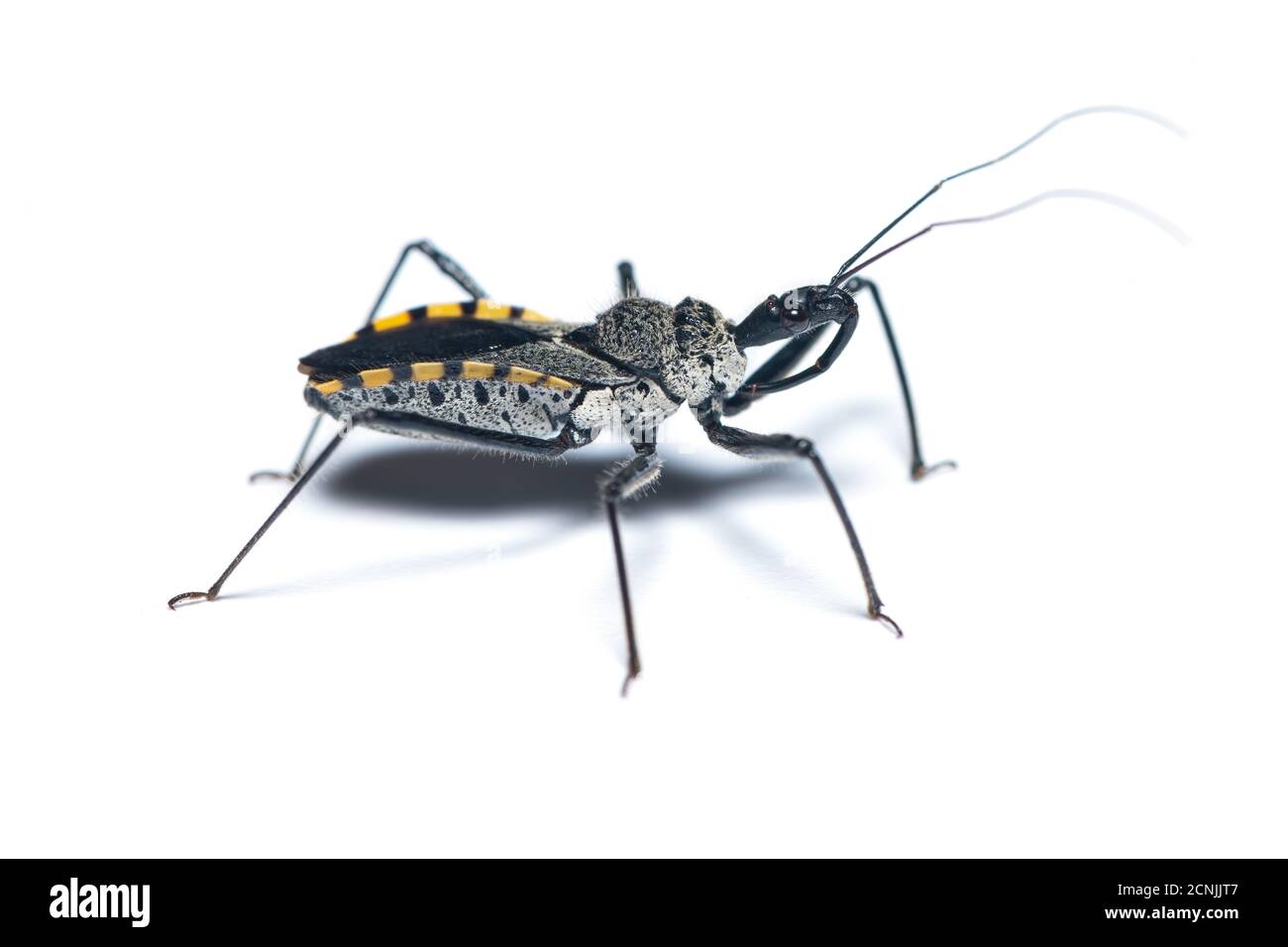 Acanthaspis assassin bug isolated on white background Stock Photo - Alamy