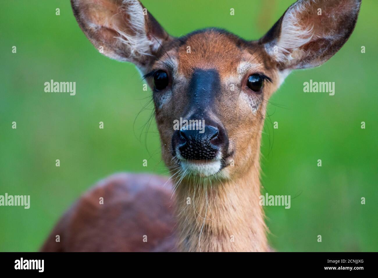 Portrait of a Mule deer doe Stock Photo - Alamy