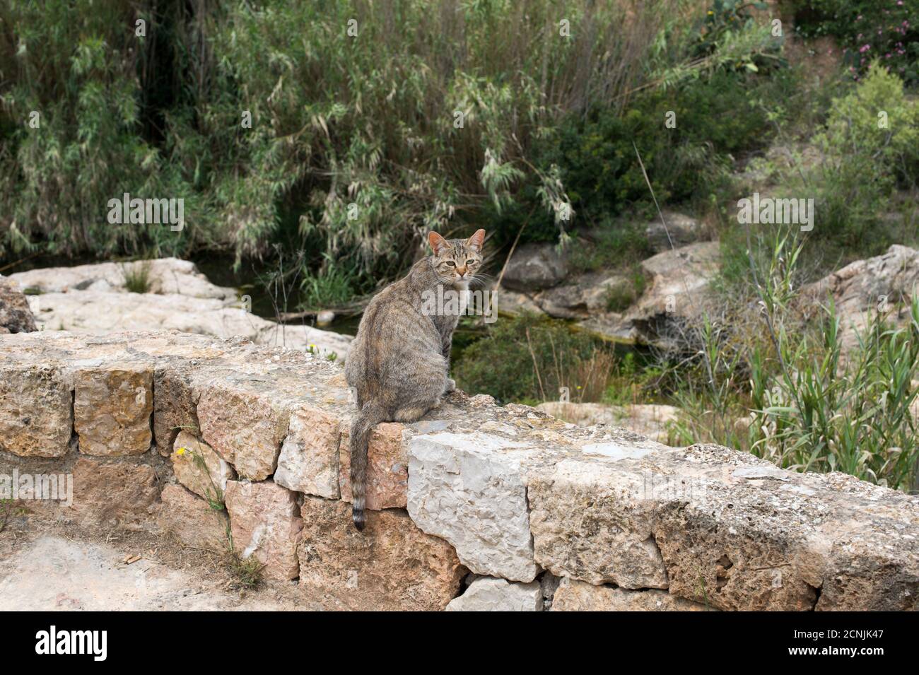 Vacation cat hi-res stock photography and images - Alamy
