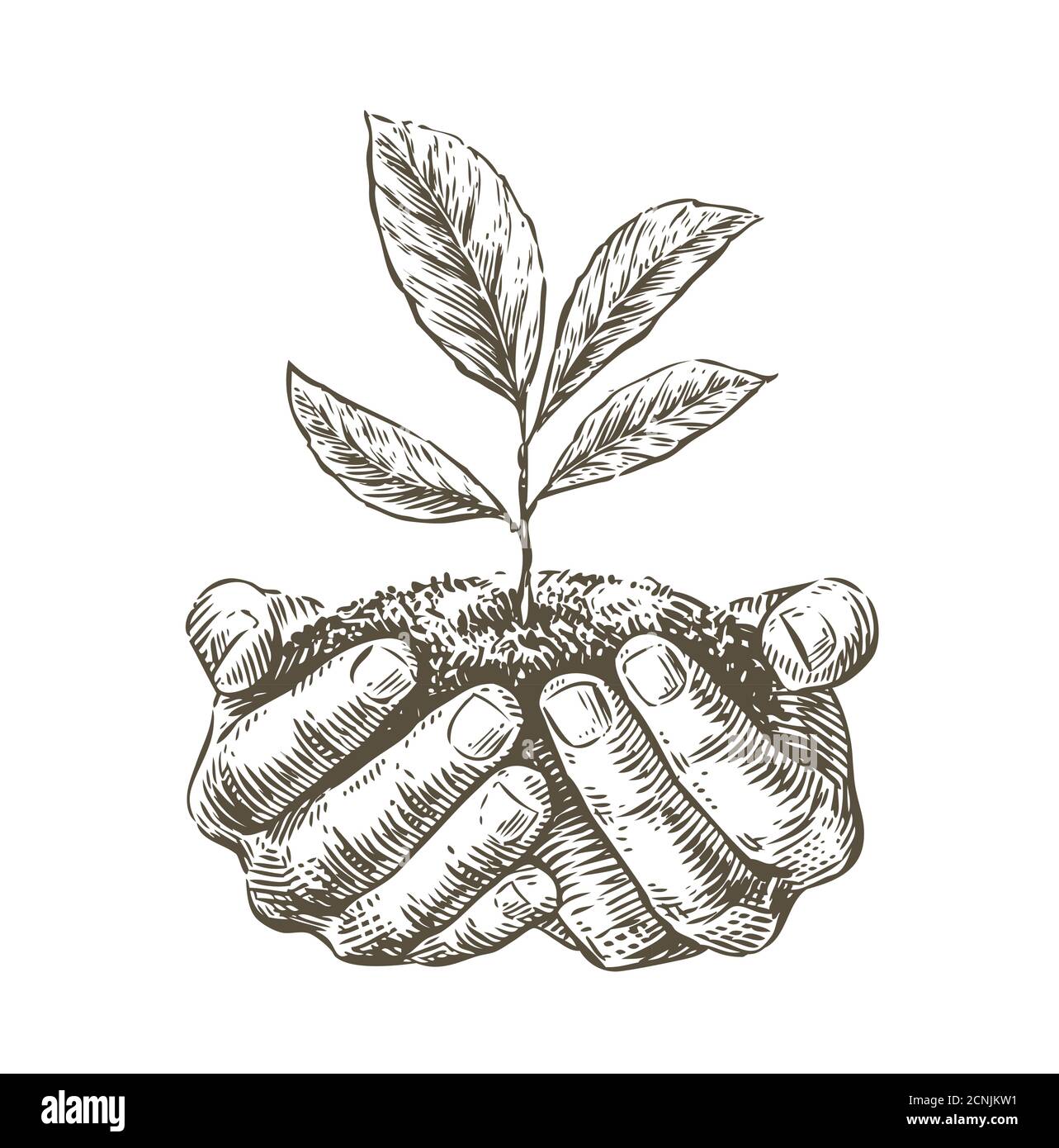 Growing Plant In Hands