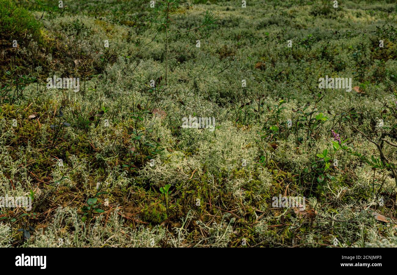 Moss covered ground in green natural rain forest Stock Photo - Alamy