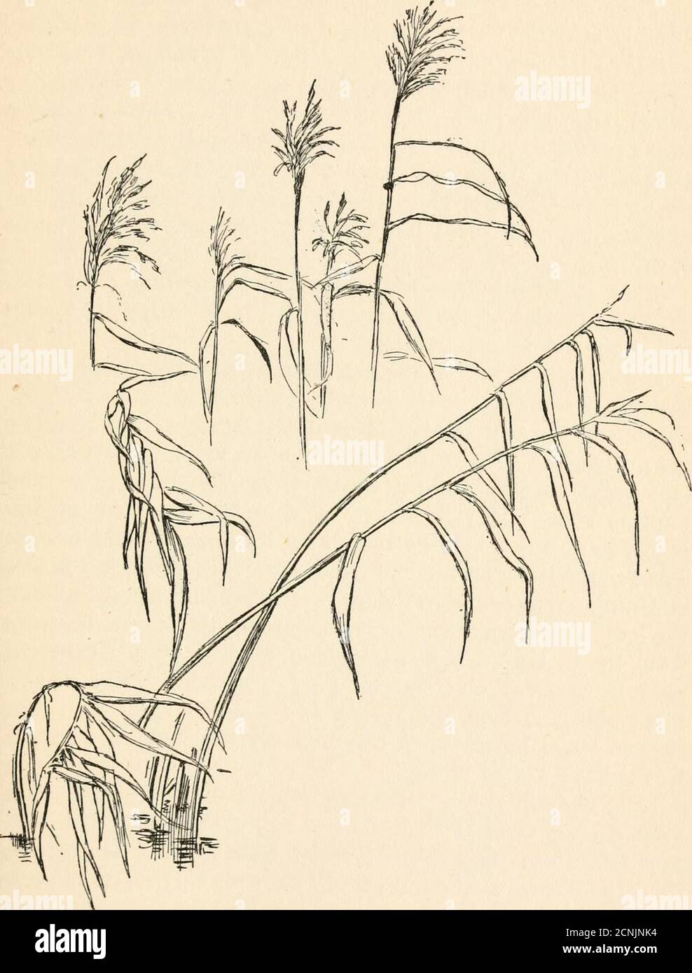 . Drawing for beginners . Fig. 65. Flowering Rushes Drawing for ...