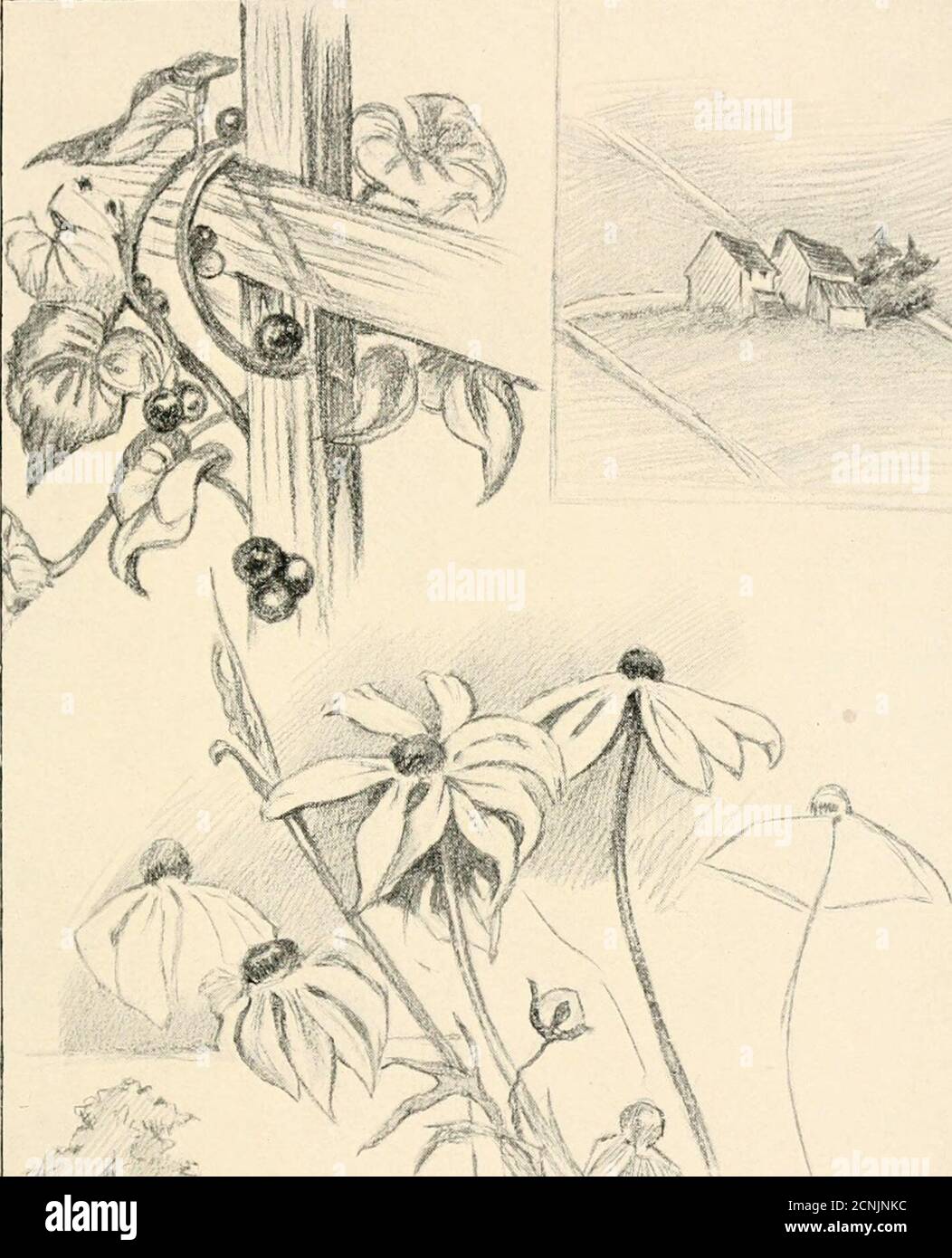 . Drawing for beginners . ing contrast to the delicacy of thetwining ...