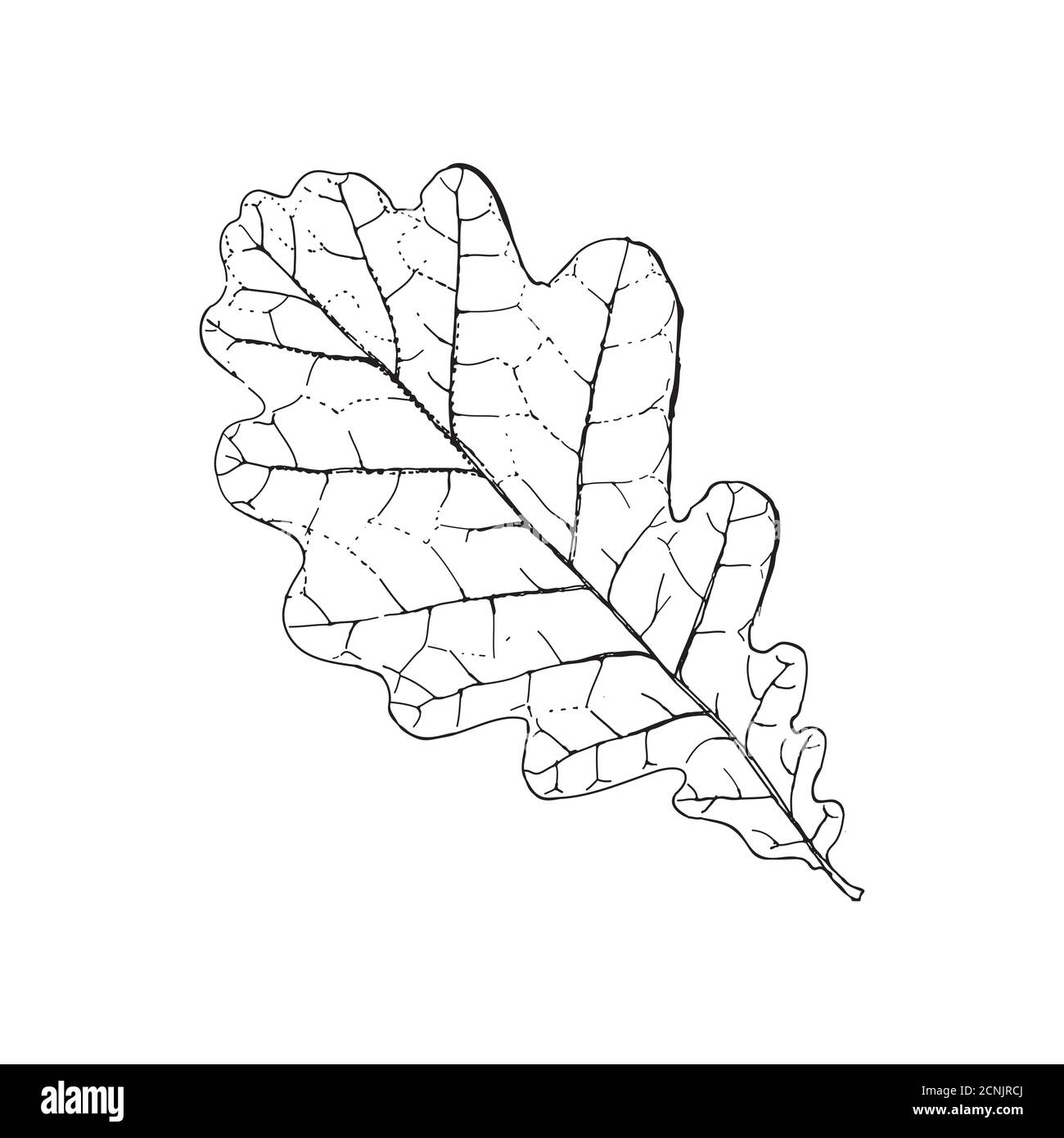 Hand-Drawn Oak Leaf Lineart. Isolated on white background. Vector ...