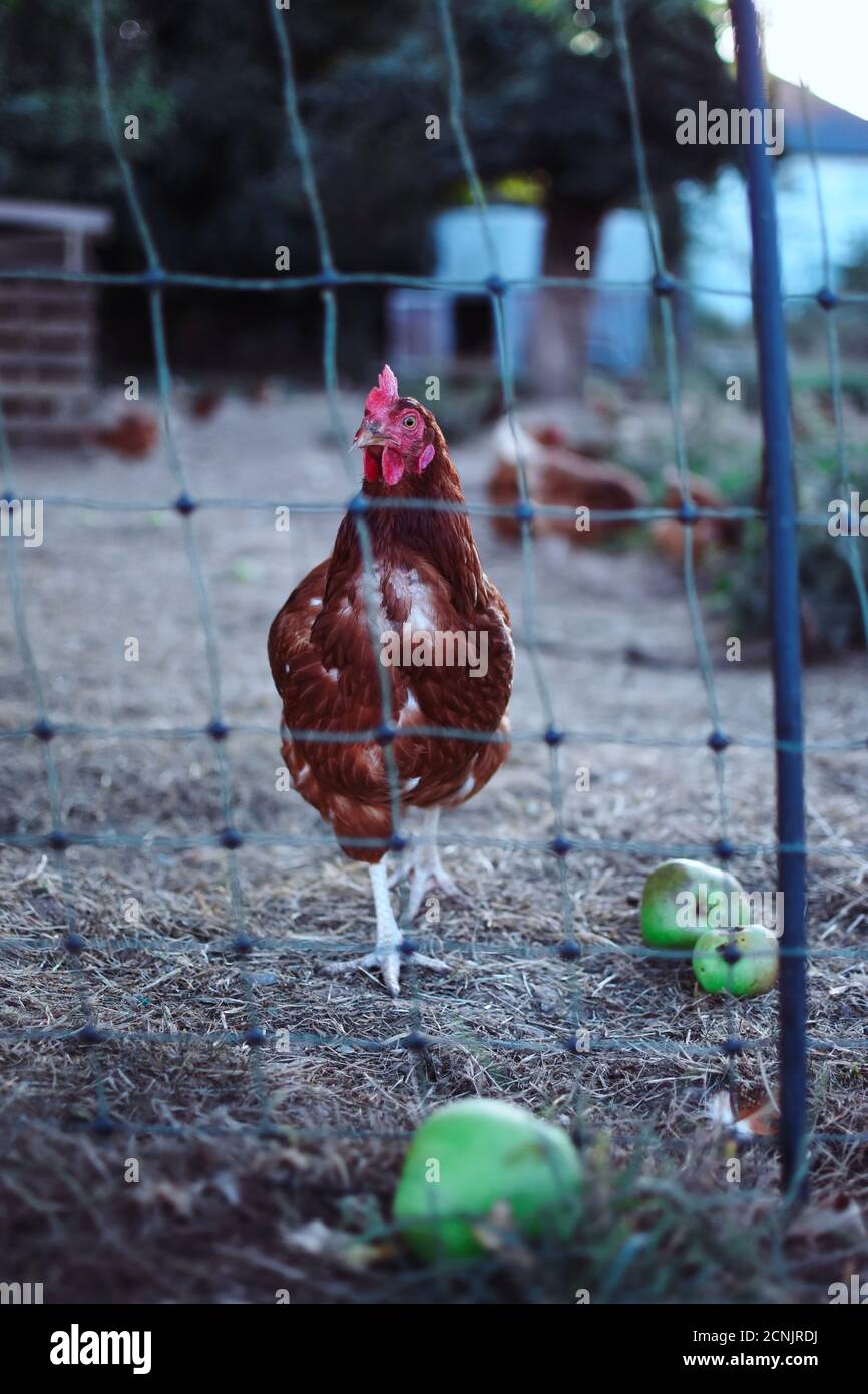 Chicken on the Field Stock Photo - Alamy